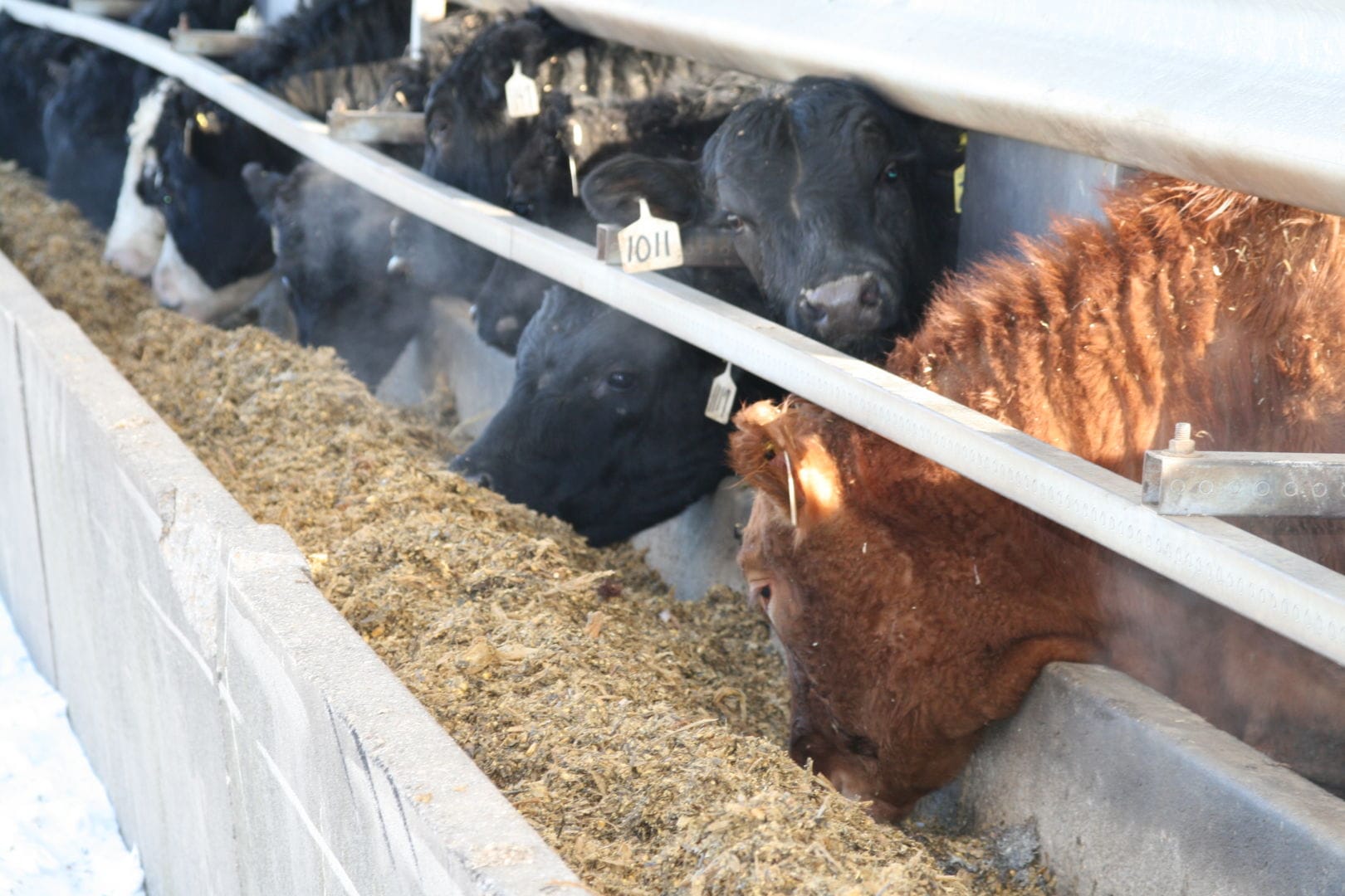 adjusting-cattle-rations-for-increased-protein-feed-costs-quality