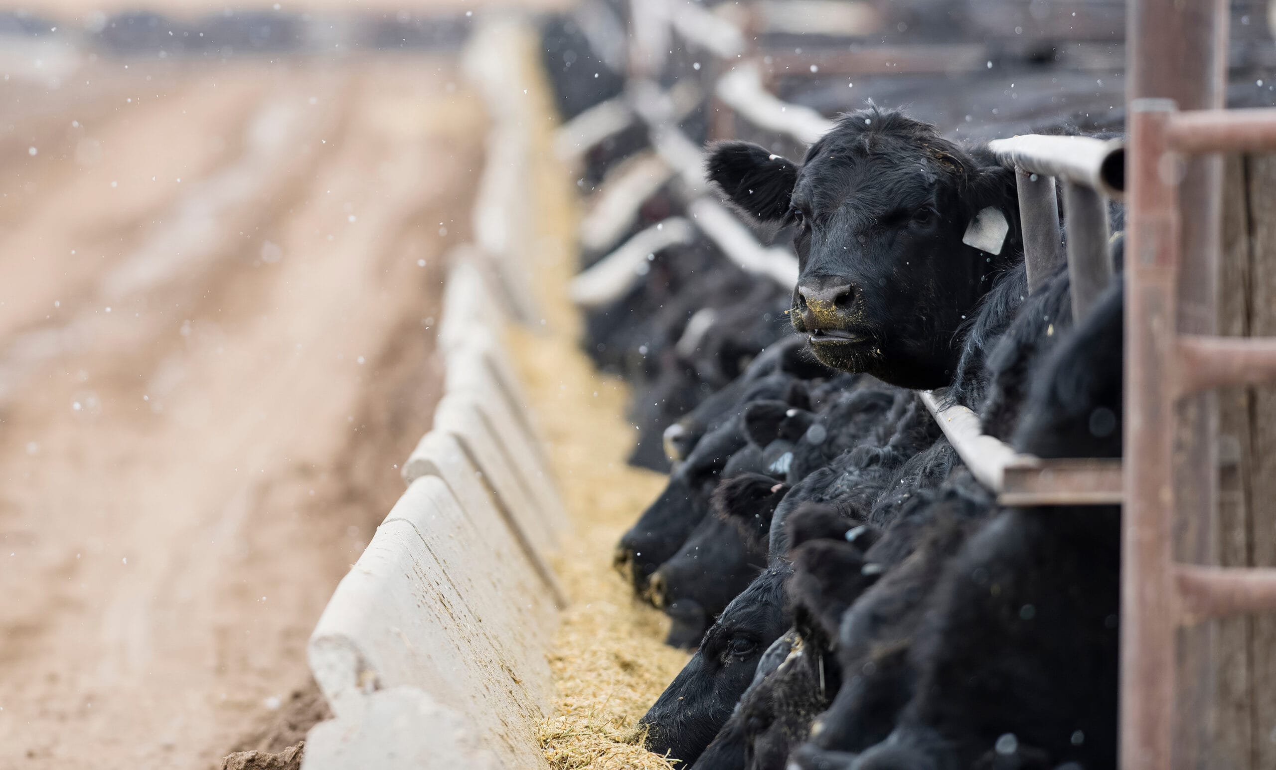 Feedlot - Quality Liquid Feed