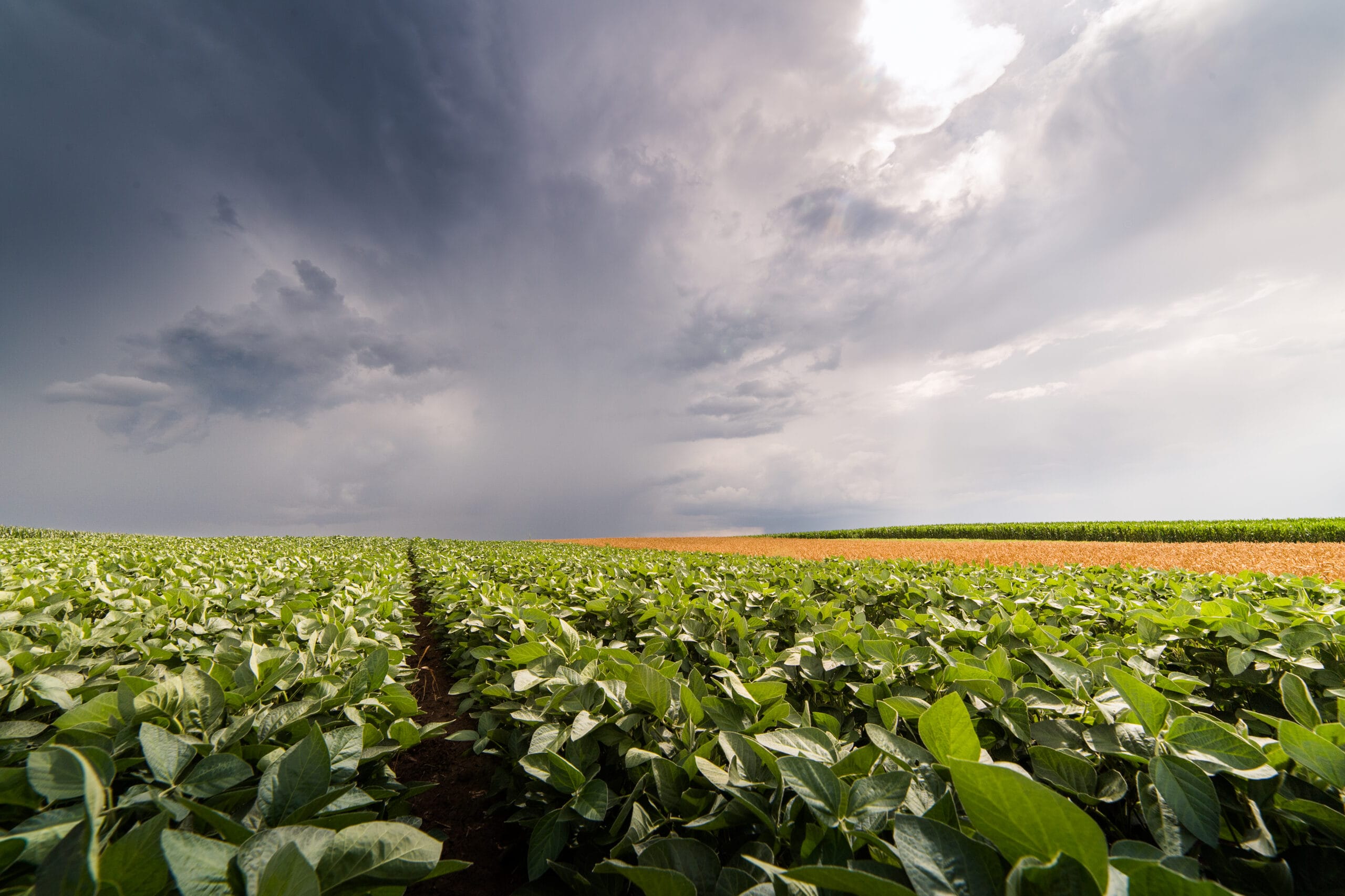 Agronomy - Quality Liquid Feed
