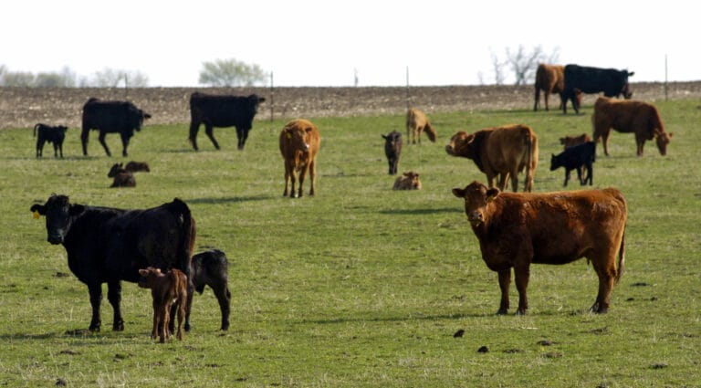 Tubs - Quality Liquid Feed