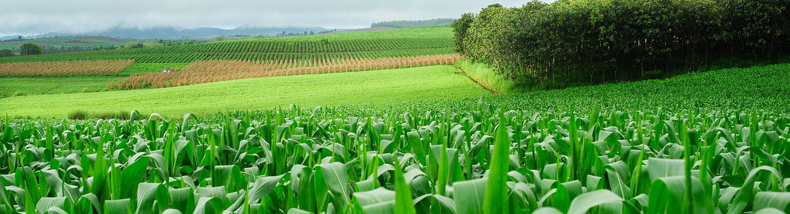 Staff - Quality Liquid Feed
