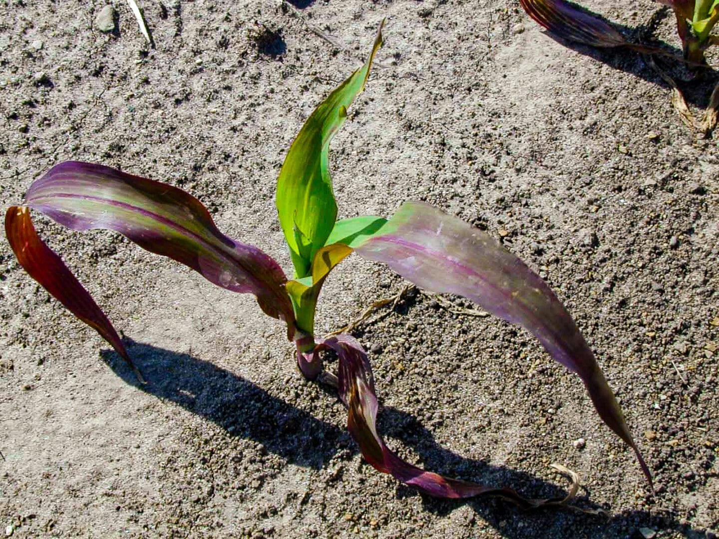 Purple Alien Corn? Nah, it’s just a Phosphorous Deficiency, Let’s Fix ...