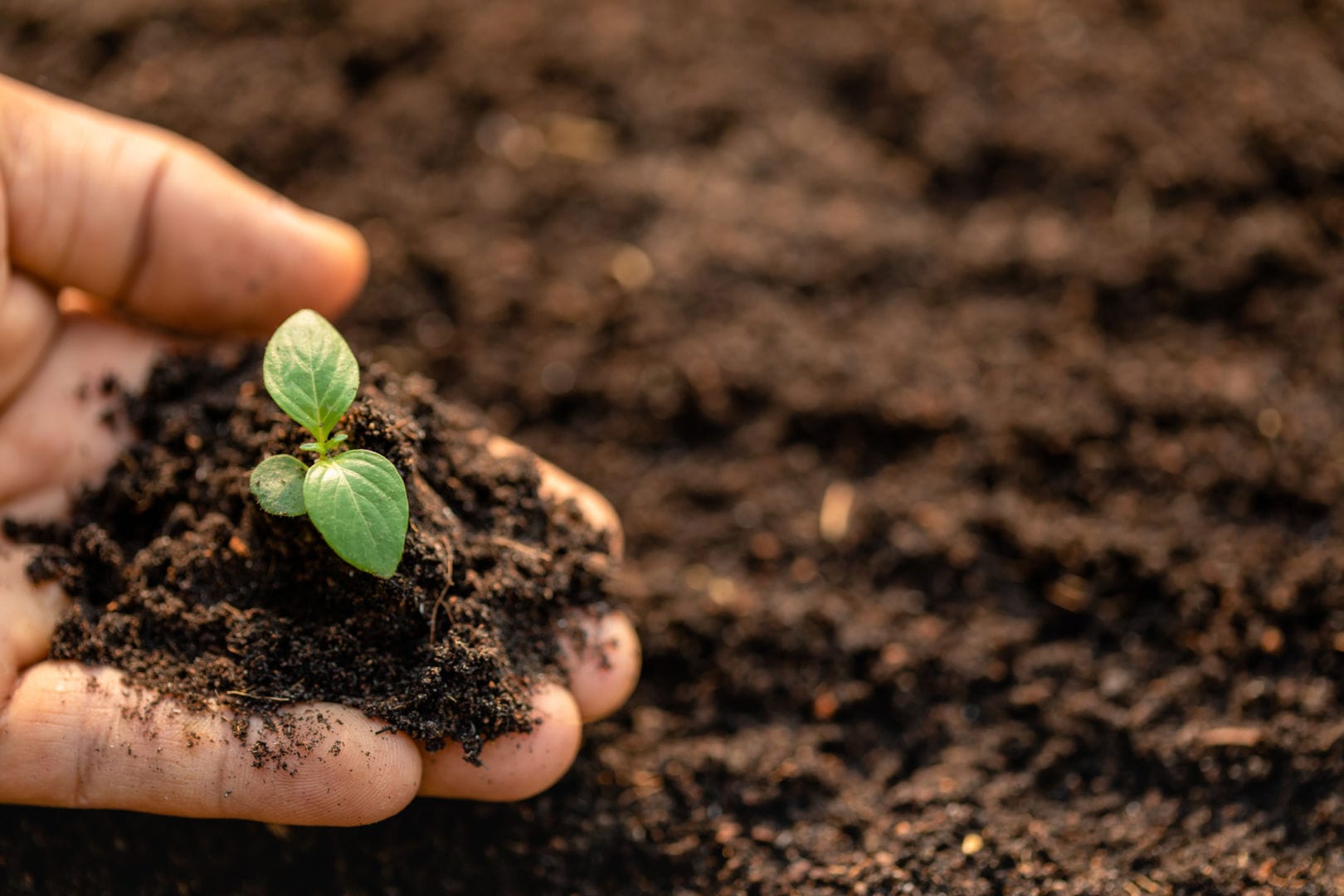 What is Soil Health? - Quality Liquid Feed What is Soil Health? - Quality Liquid Feed