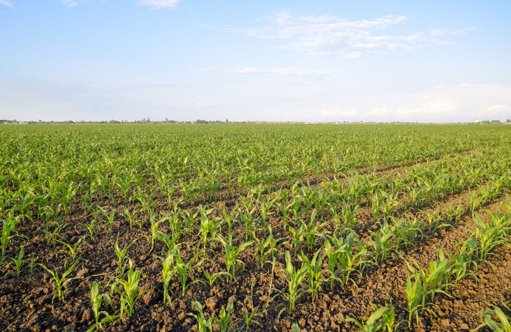 Better Starts for Better Markets - Quality Liquid Feed