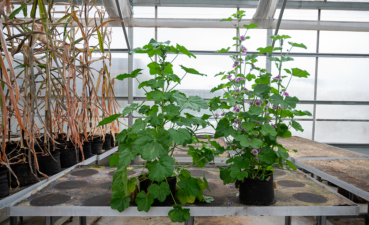 From the Greenhouse - Cultivating Success with QLF's Year-Round ...