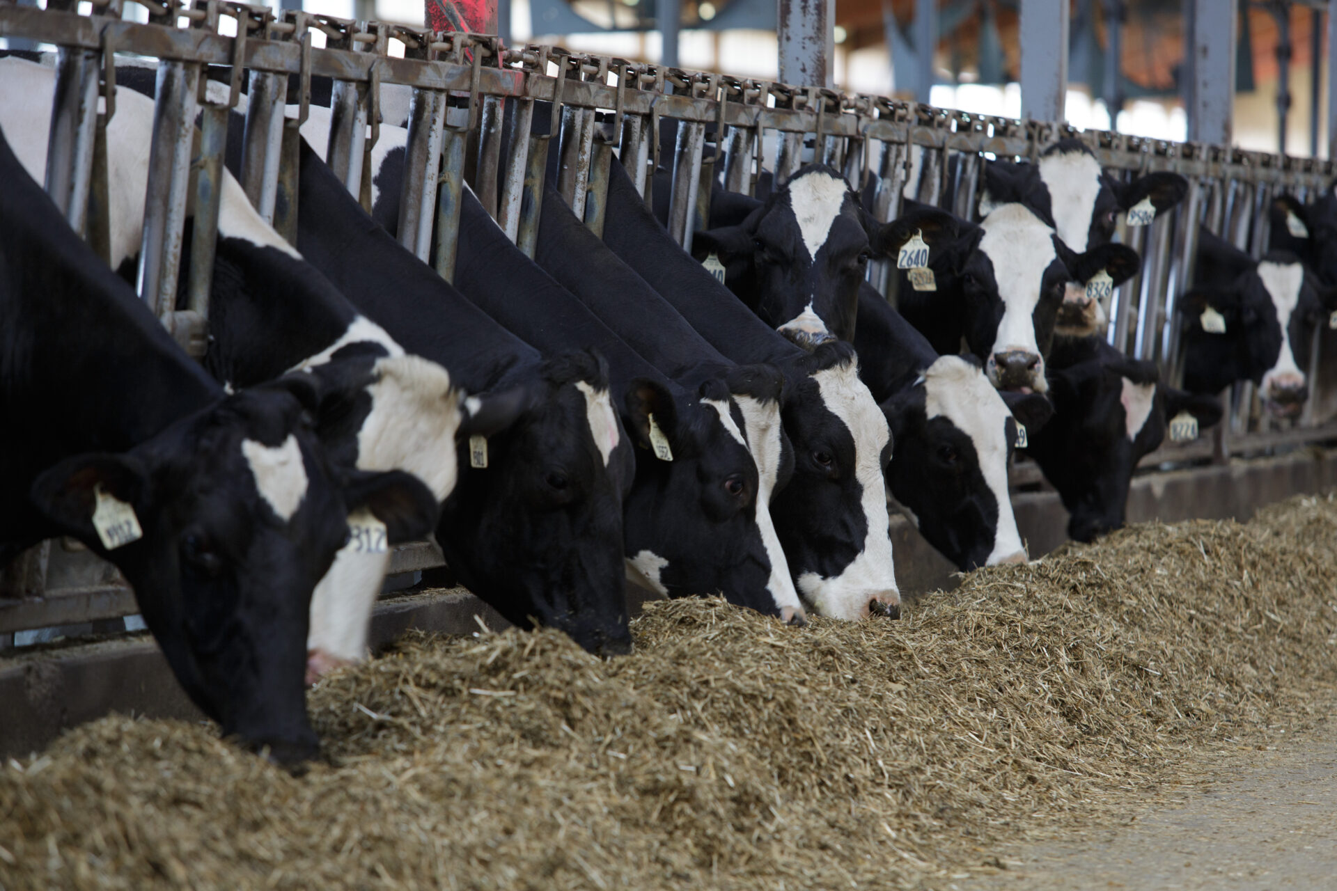 The Colostrum Connection – Dry Cow & Molasses-based Liquid Feeds ...