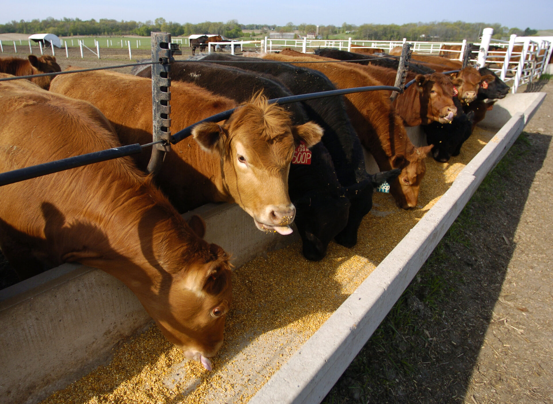 Rethinking Cattle Farming: Inside Slama Feedlot’s Innovative Practices ...