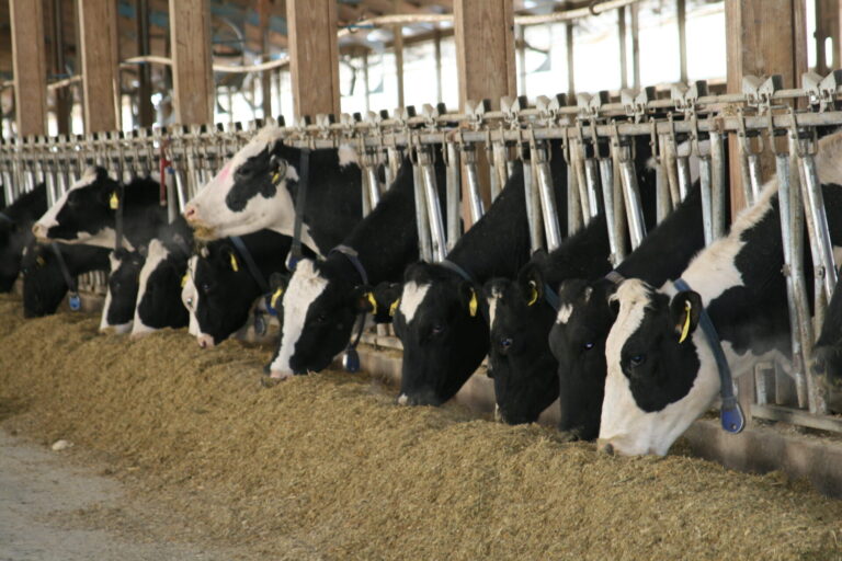 Views on feeding sugar in dairy cows from field independent experts ...
