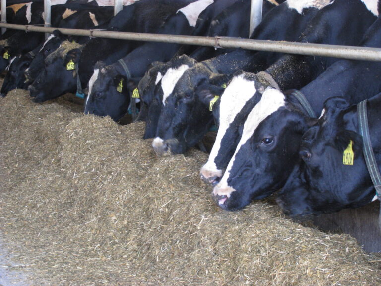 Views on feeding sugar in dairy cows from field independent experts ...