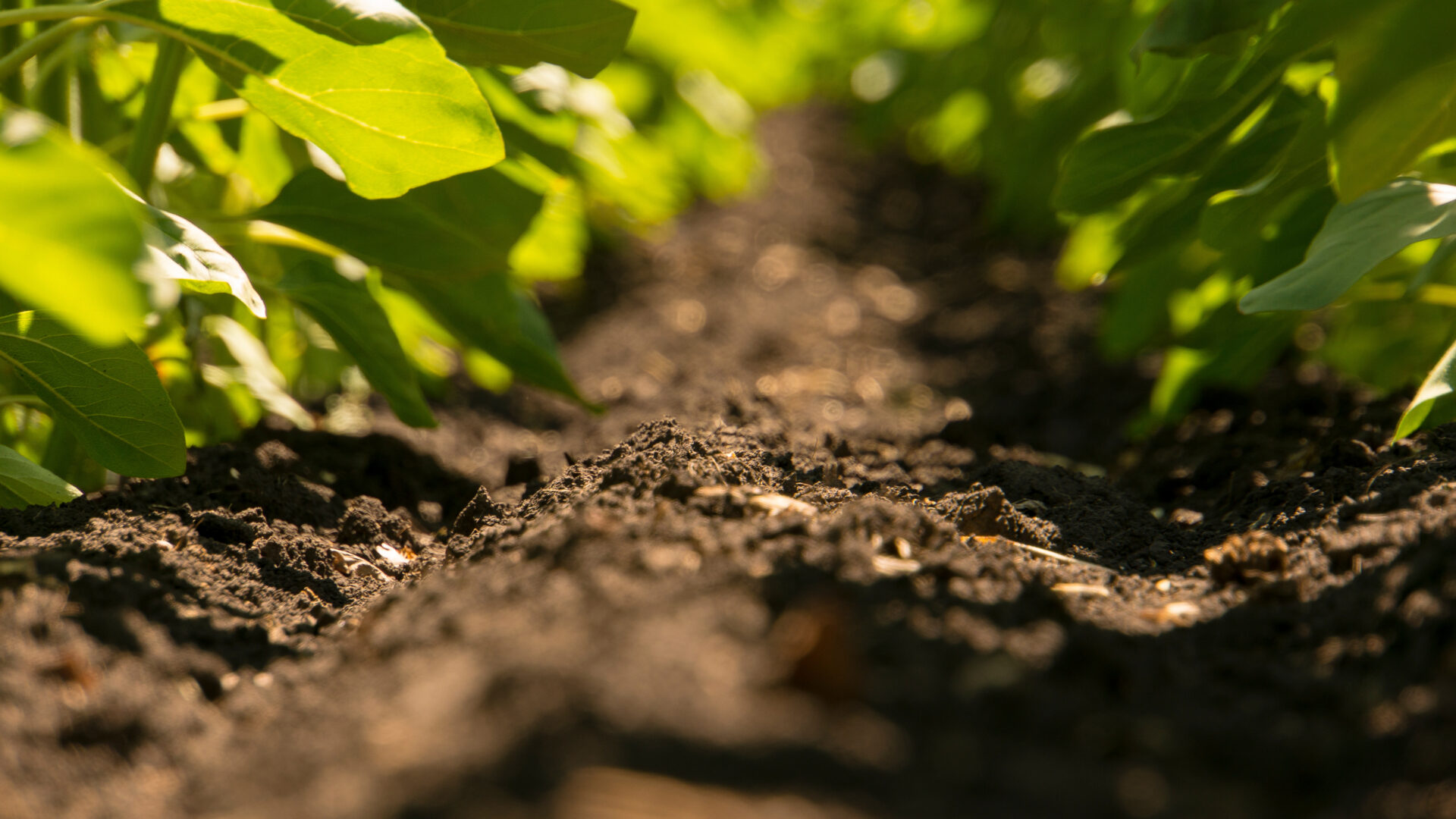 Biologicals & Bio-Stimulants Explained: What's Best for Your Farm ...