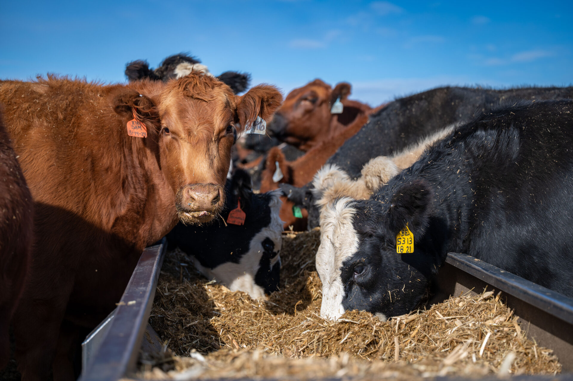 Total Mixed Rations for Beef Cows - Quality Liquid Feed