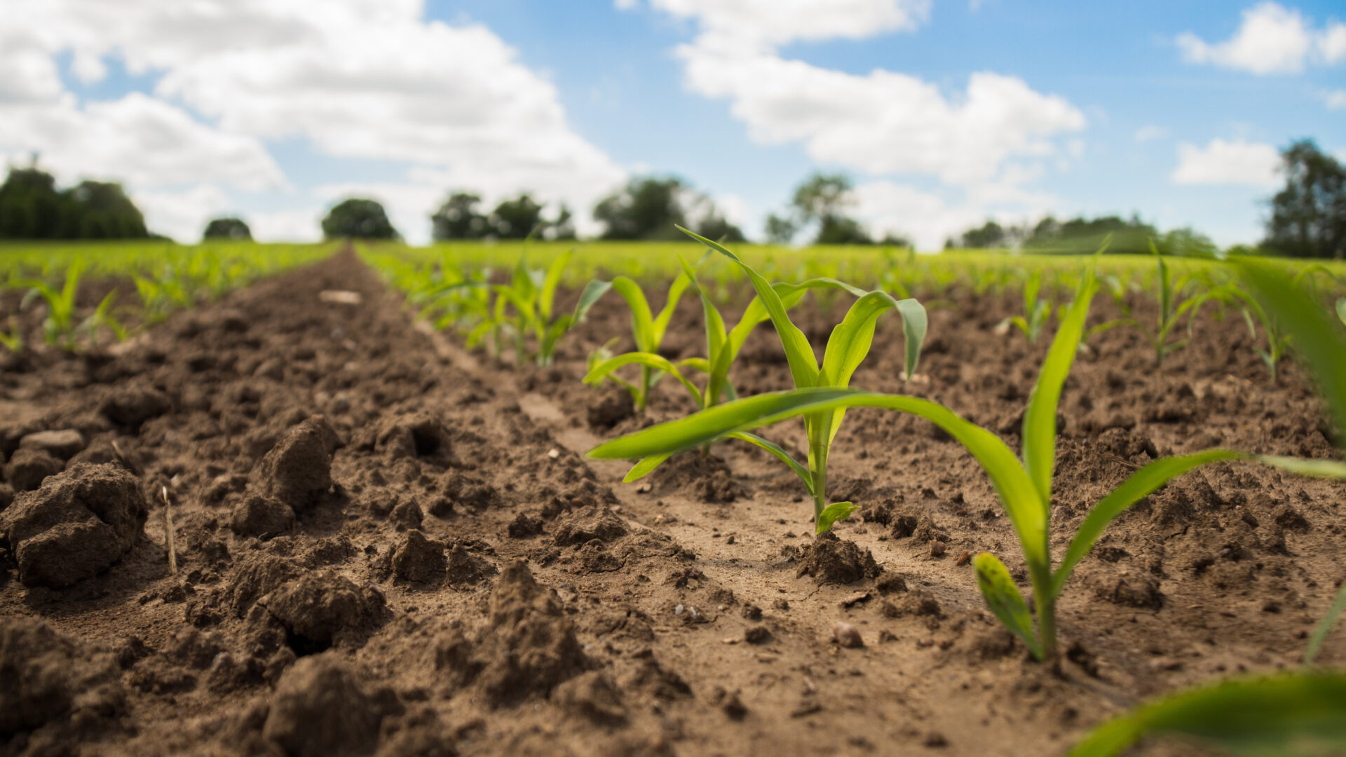 Field Notes from Farwell: My Journey from Zone-Tillage to Carbon-Based ...